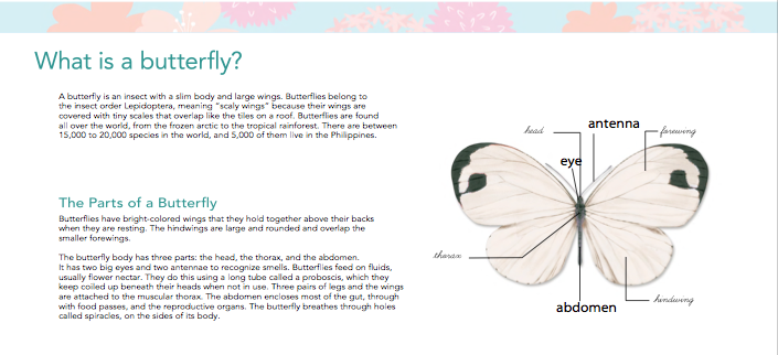 A First Look At Philippine BIRDS, BUTTERFLIES & FISHES Board Book ...